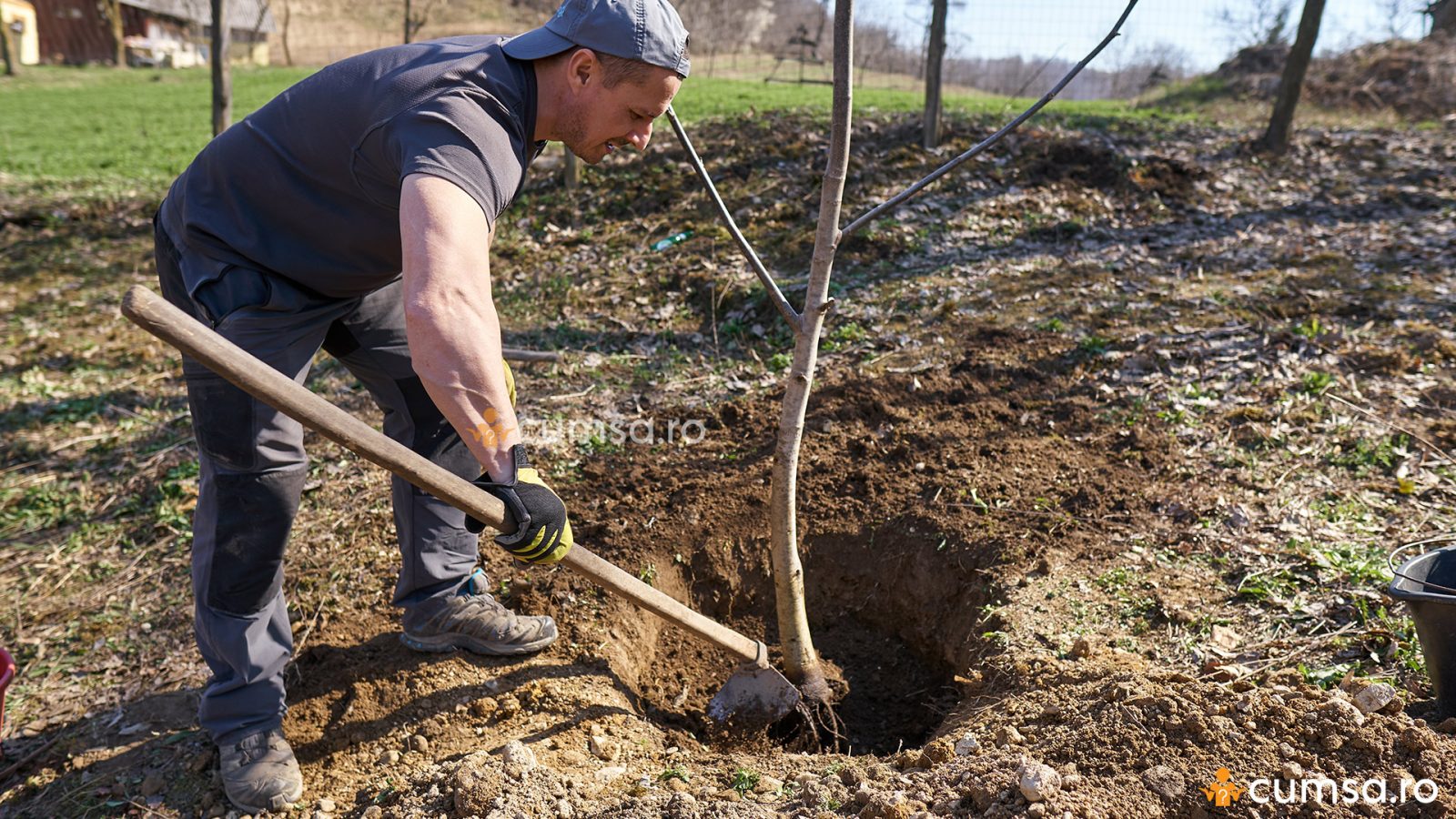 Cum sa faci plantarea nucului toamna. Sfaturi utile! - cumsa.ro