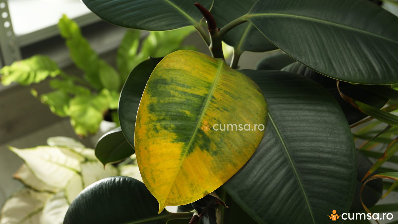 De ce cad frunzele la ficus. Cum sa iti dai seama care este problema cu ...
