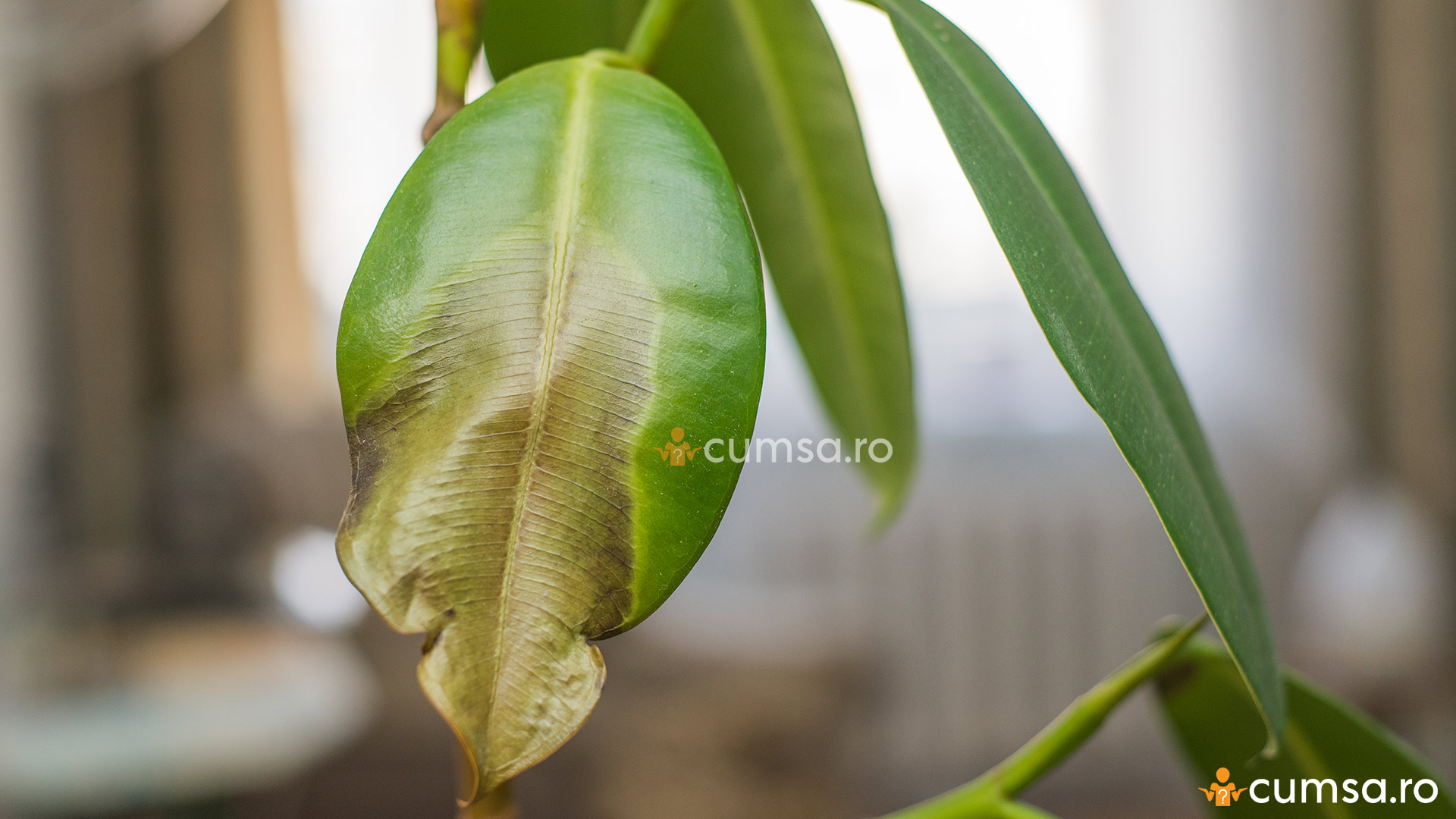 De ce cad frunzele la ficus. Cum sa iti dai seama care este problema cu ...