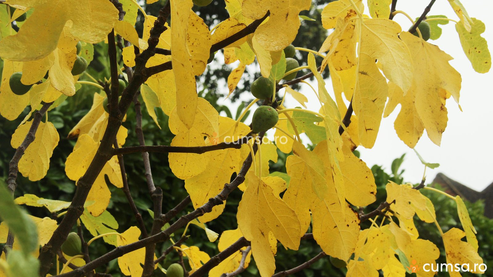 Ingrijirea smochinului iarna. Cum sa il protejezi de inghet - cumsa.ro