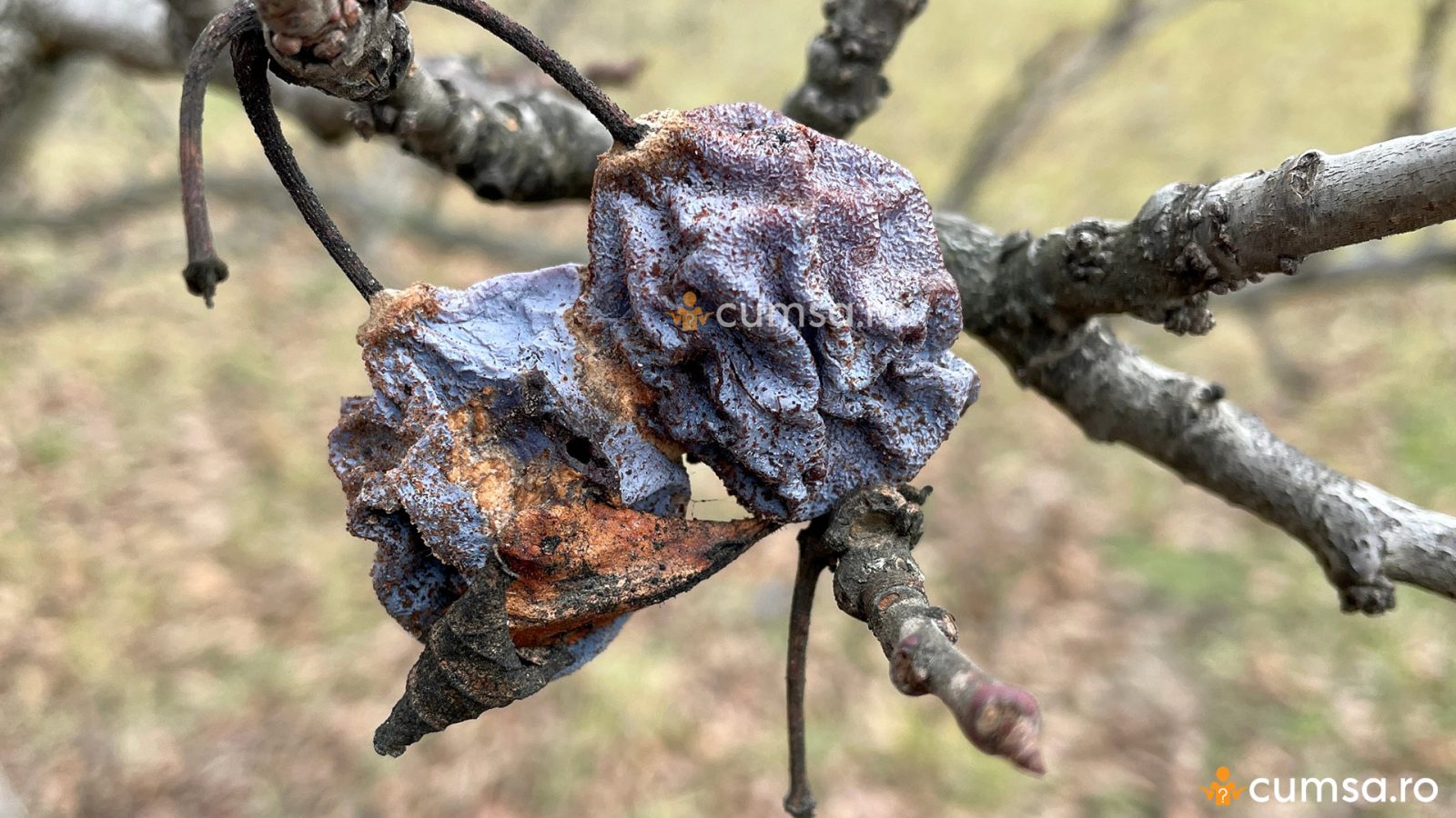 Tratamente cuprice la pomi. Cum sa prepari solutia si cand se fac ...