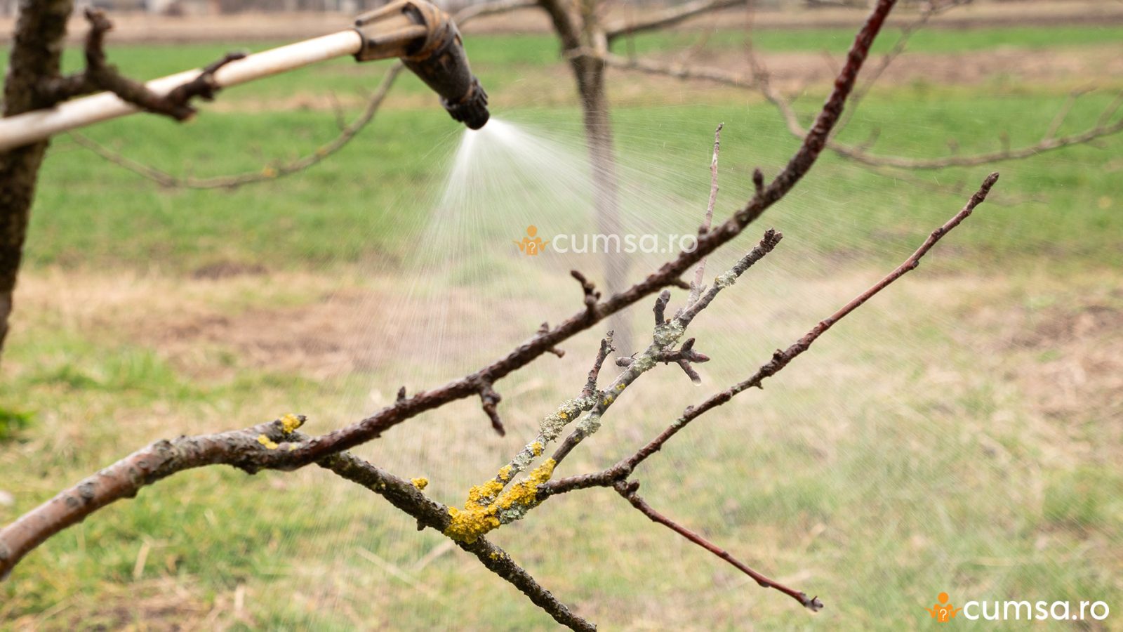 Tratamente cuprice la pomi. Cum sa prepari solutia si cand se fac ...