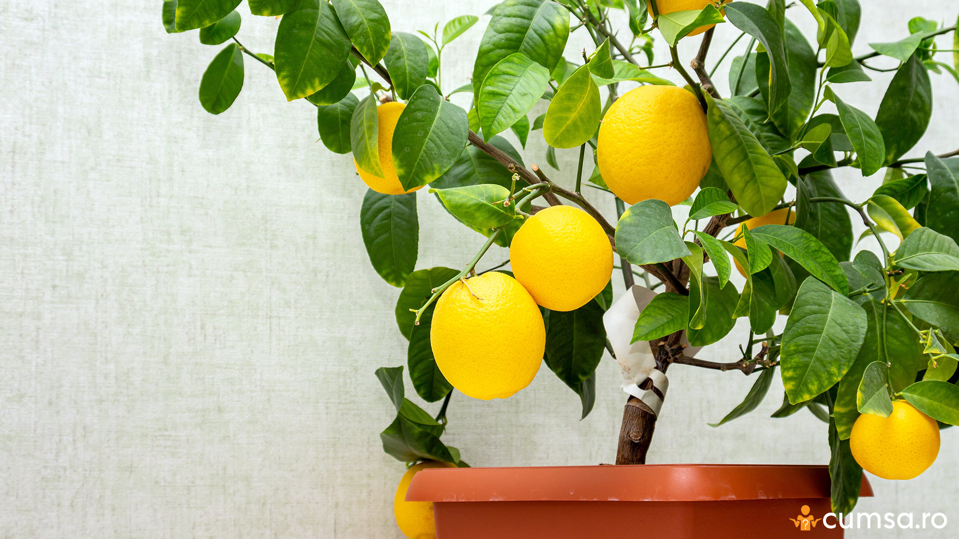 De ce cad fructele la lamai. Cum sa previi acest fenomen si care sunt ...