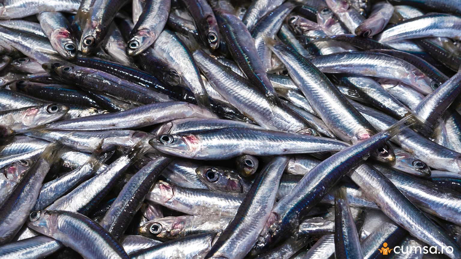 Diferenta dintre sprot si hamsie. Cum sa alegi pestele potrivit - cumsa.ro