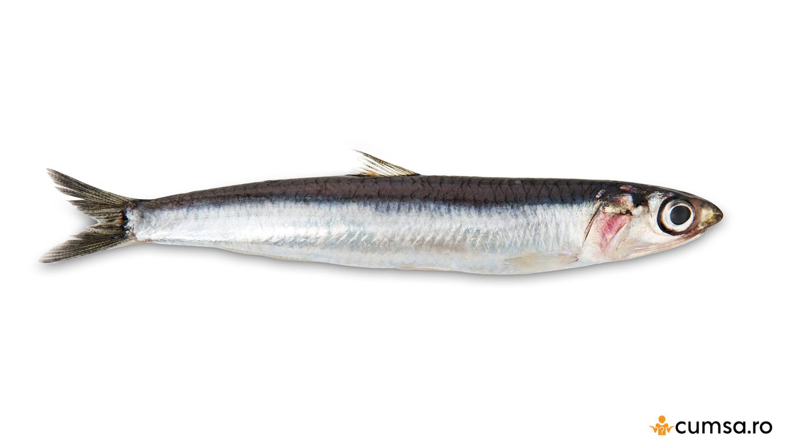 Diferenta dintre sprot si hamsie. Cum sa alegi pestele potrivit - cumsa.ro