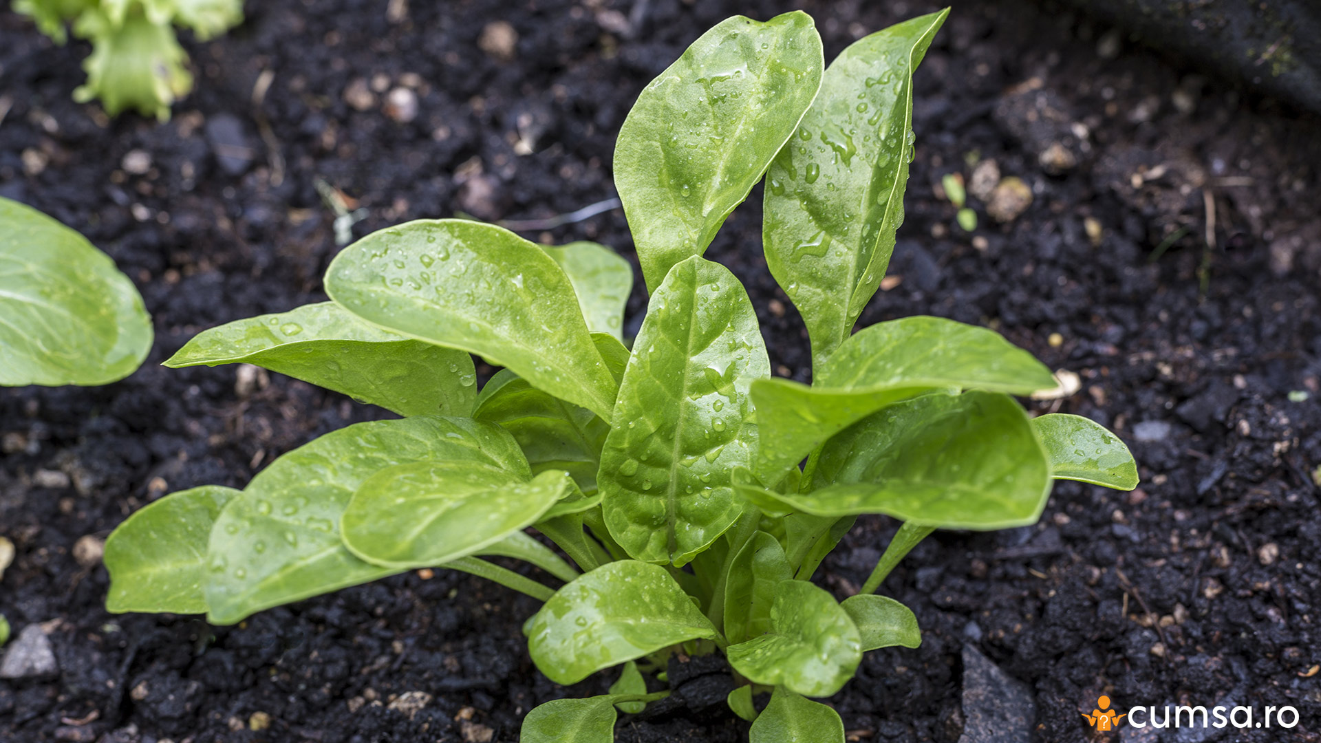 Cand se seamana spanacul de primavara. Cum sa faci asta si in ce ...