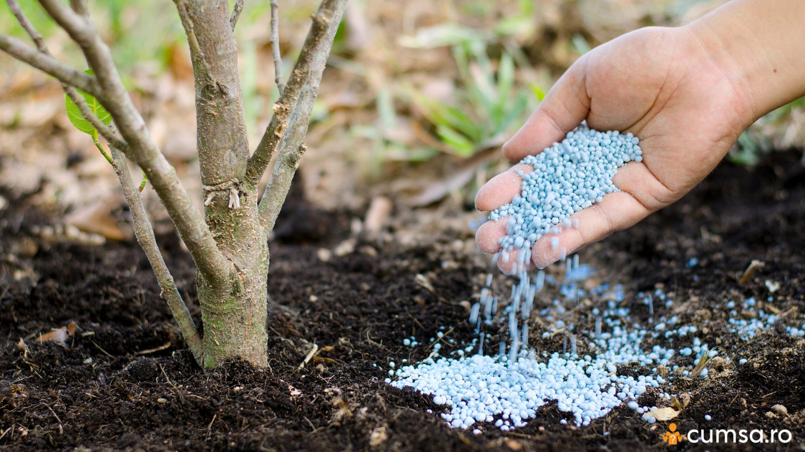 Cum sa faci fertilizarea pomilor fructiferi si in ce perioade - cumsa.ro