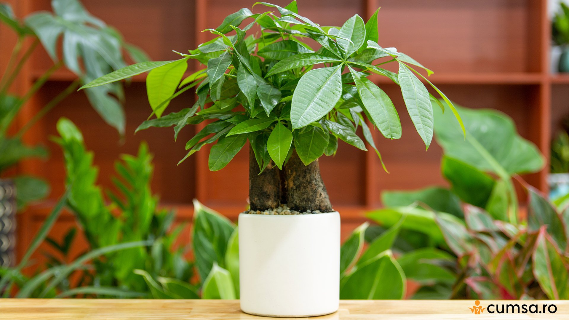 Ingrijire arborele banilor. Cum sa cresti Pachira aquatica - cumsa.ro