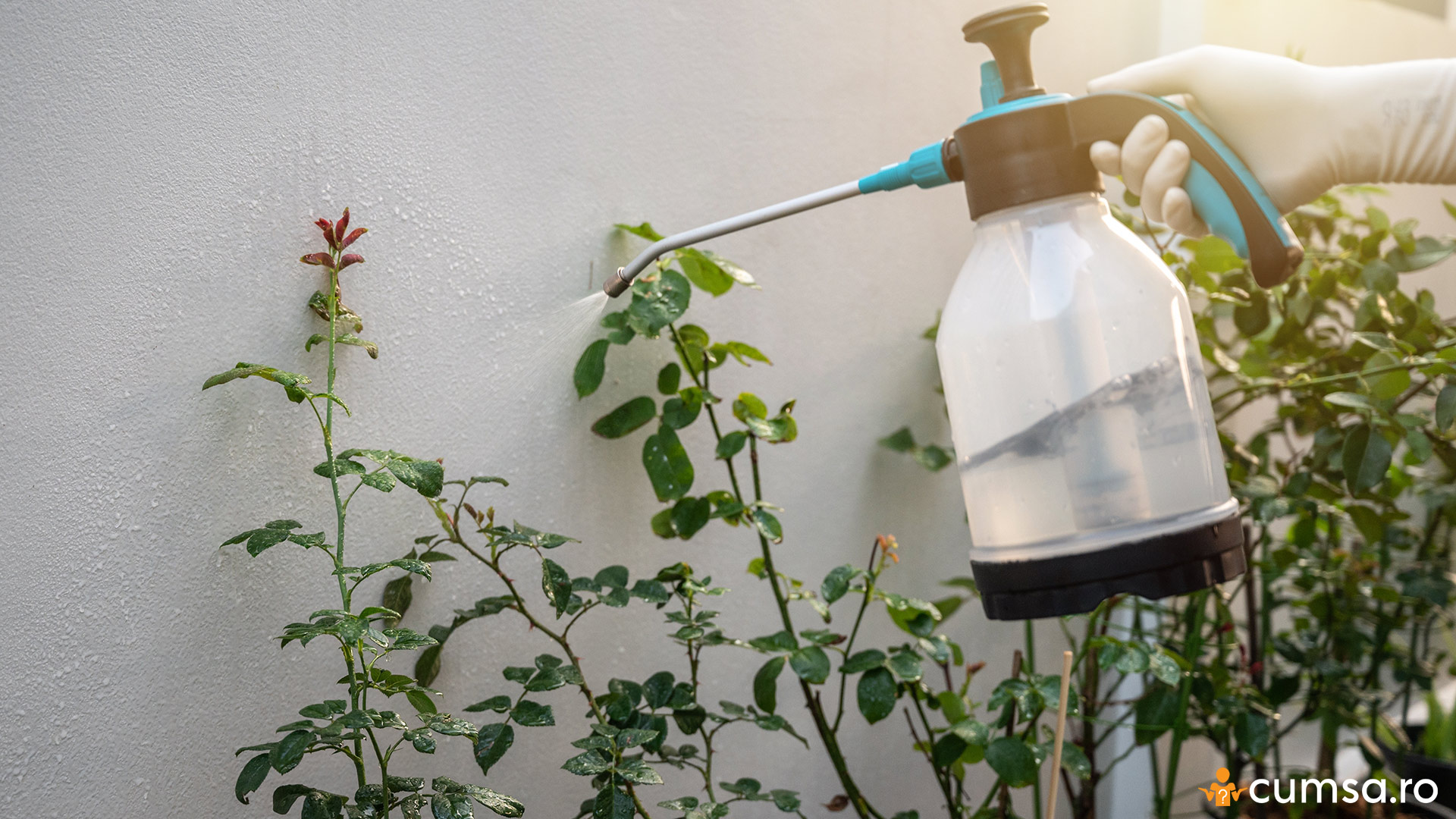 Cum sa prepari un insecticid natural pentru plante de apartament - cumsa.ro