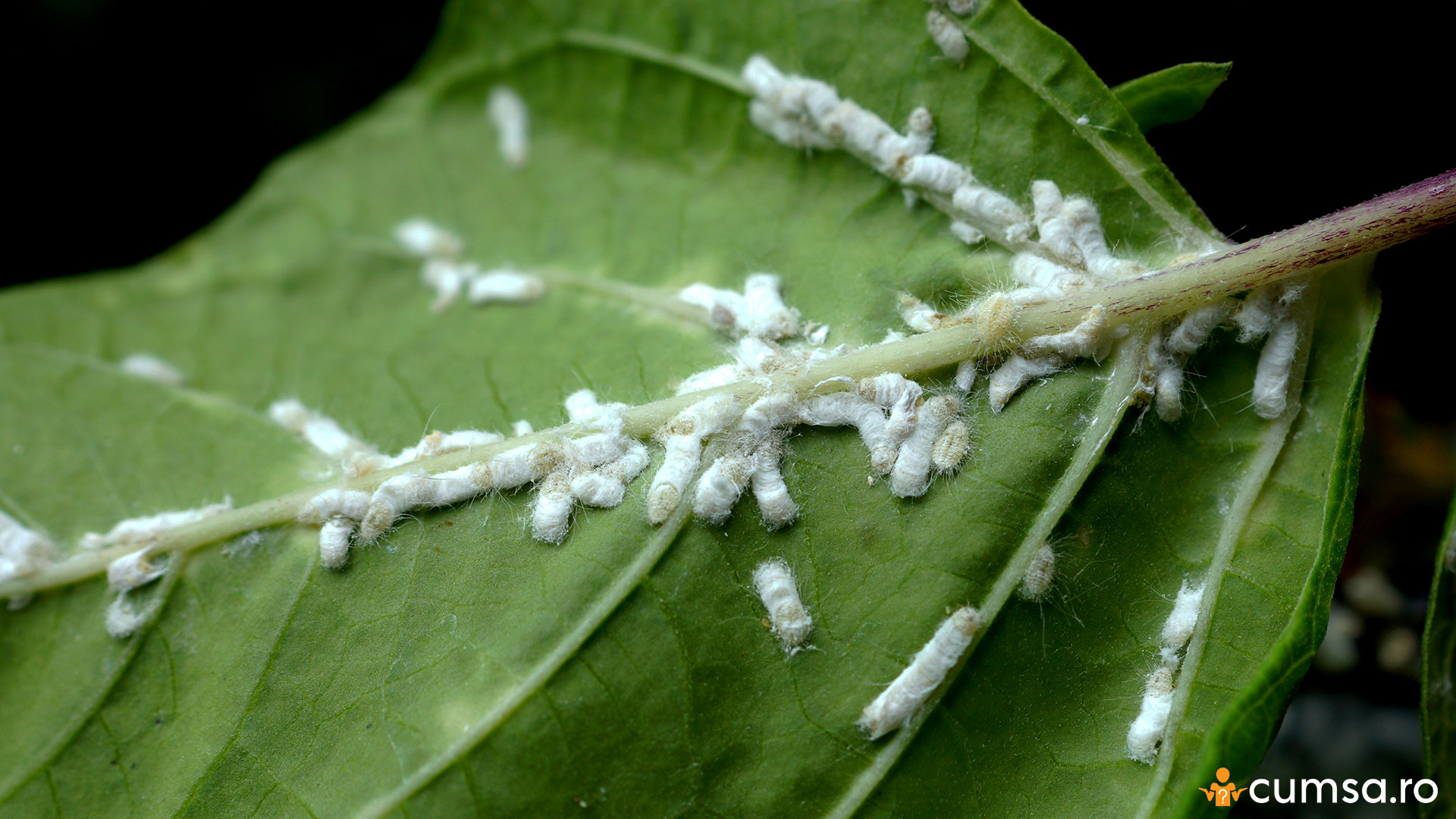 Cum sa prepari un insecticid natural pentru plante de apartament - cumsa.ro