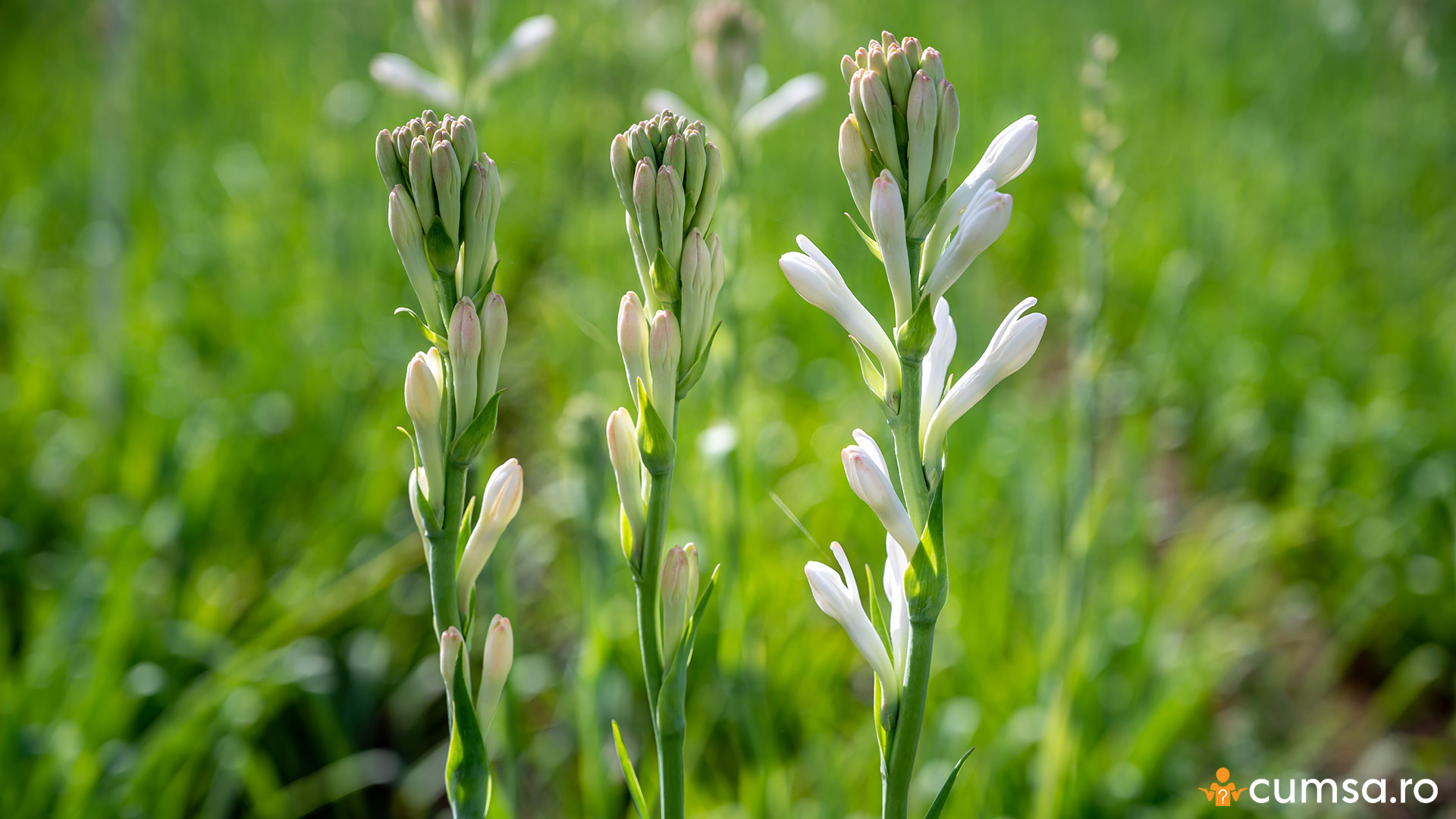 Cand se planteaza bulbii de tuberoze. Cum sa faci asta si care este ...
