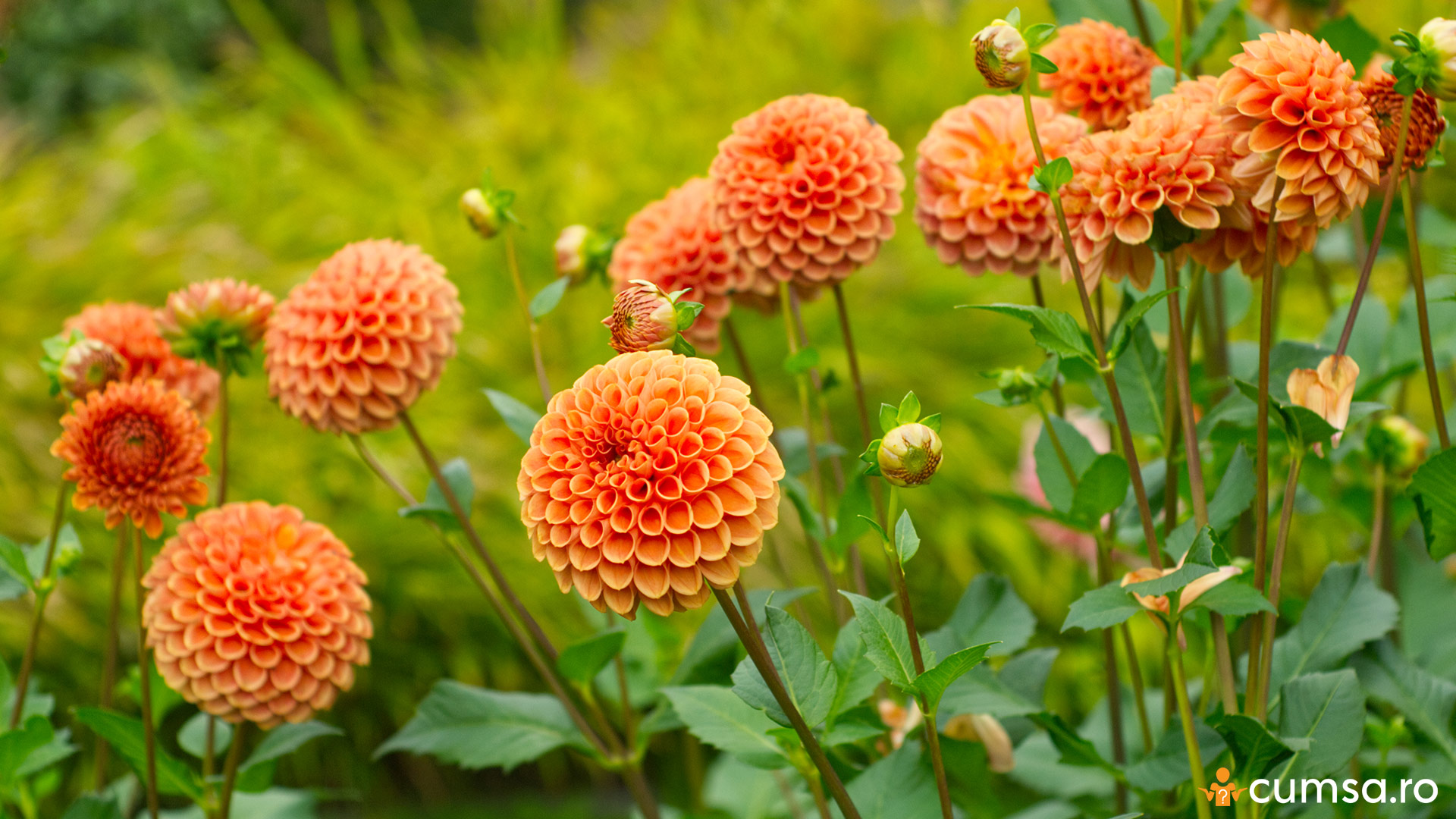 Cand se planteaza daliile si cum sa procedezi. Sfaturi utile! - cumsa.ro