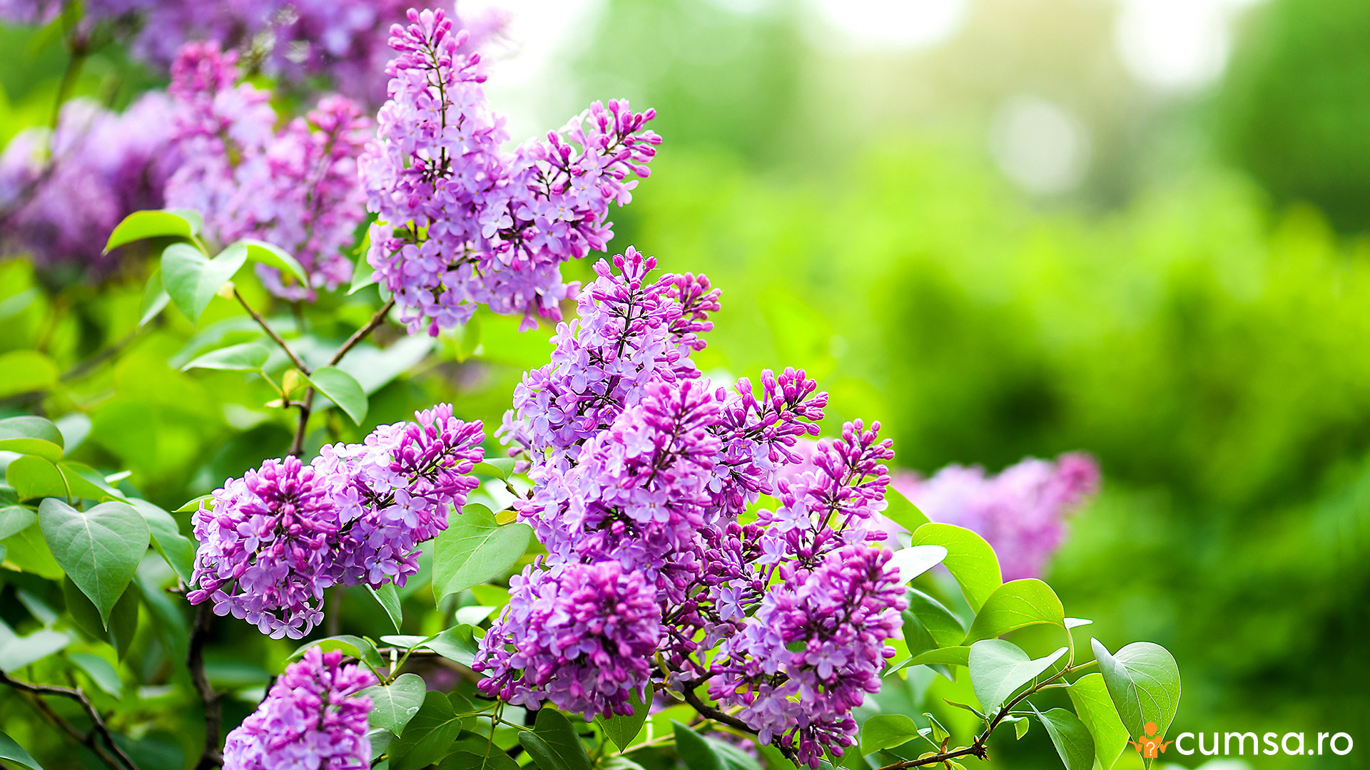 Cand se planteaza liliacul. Cum sa alegi cel mai bun loc din curtea ta ...