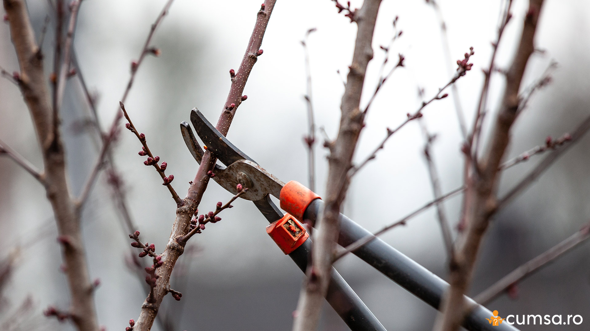 Cand se taie caisul si cum sa faci asta corect fara sa afectezi pomii ...