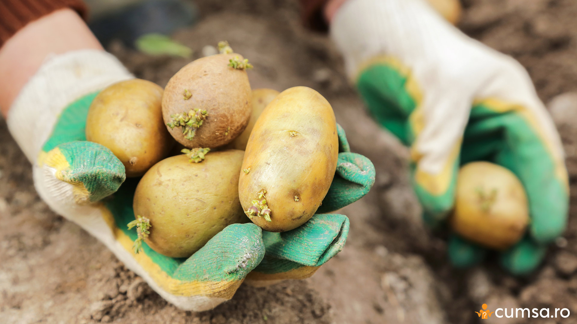 Cati cartofi se pun la cuib. Cum sa ii plantezi corect pentru o recolta ...