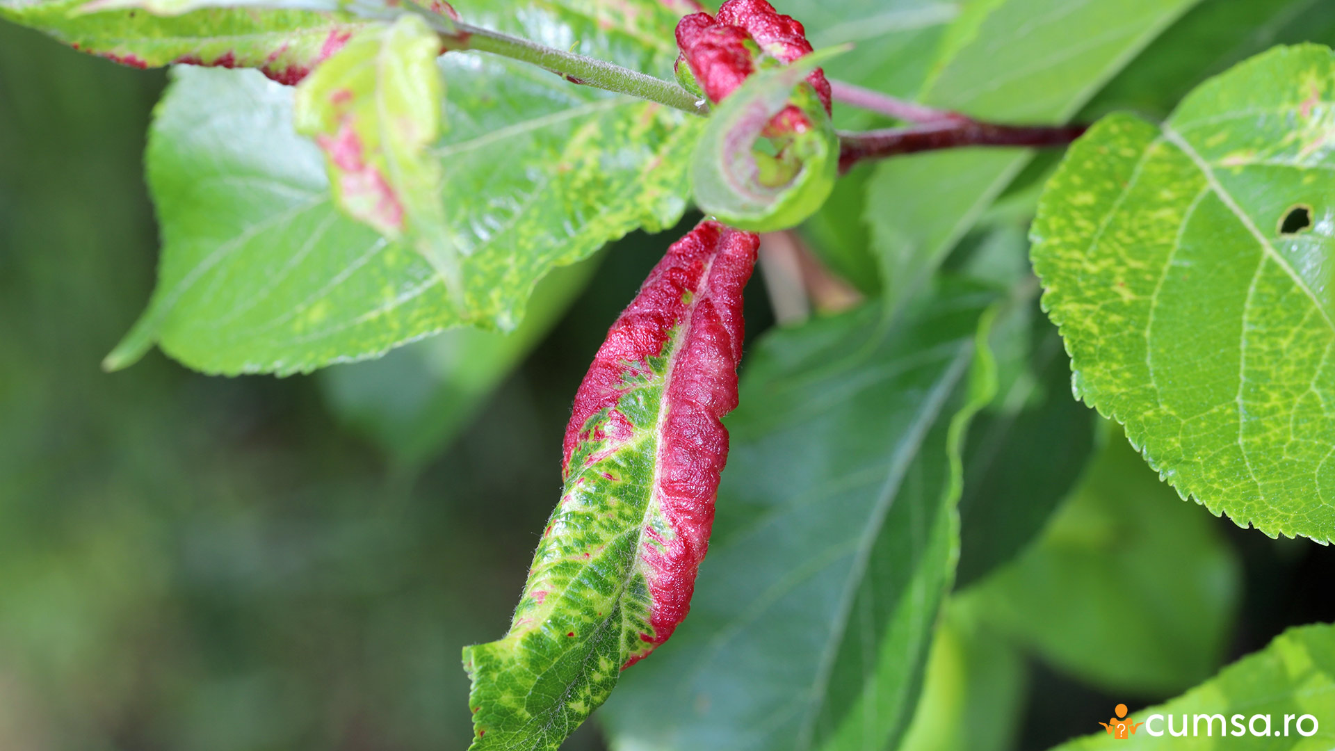 Cum sa combati paduchele roz galicol al marului si ce tratamente sunt ...