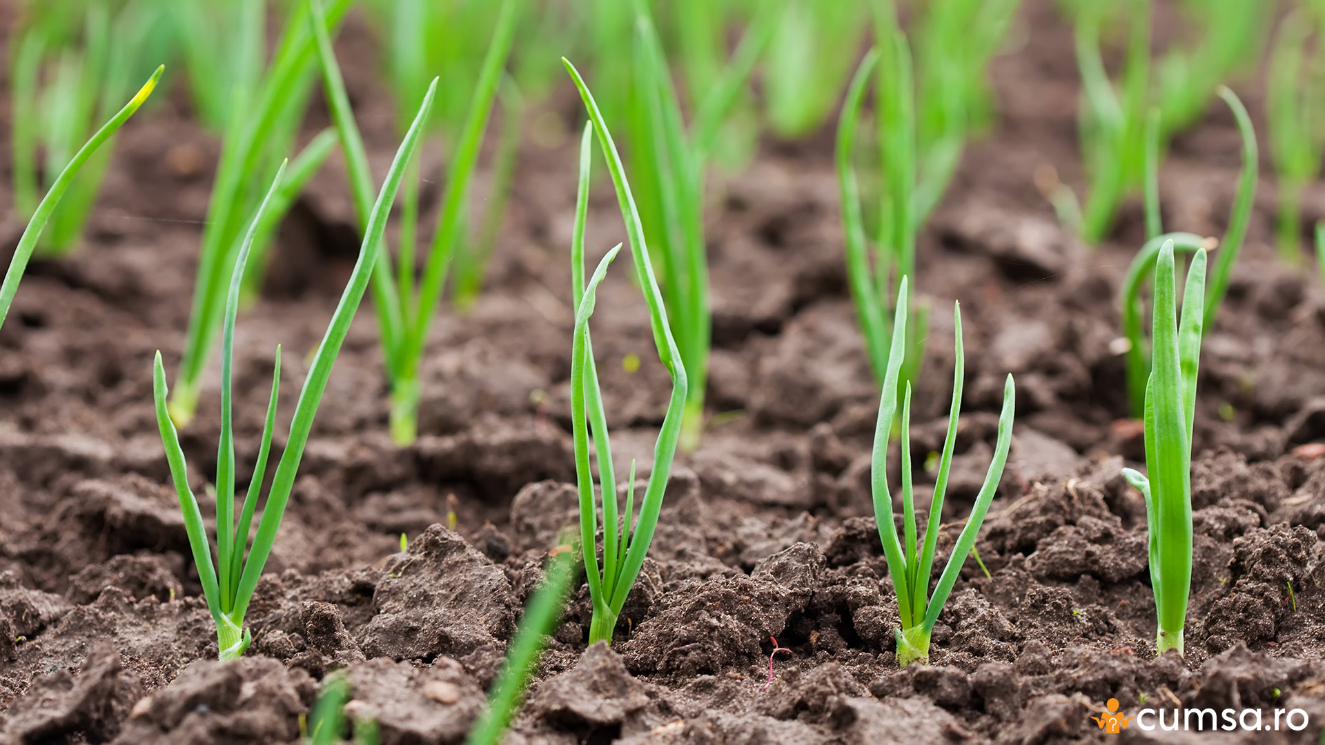 Cum sa faci rasad de ceapa verde si cand il plantezi - cumsa.ro
