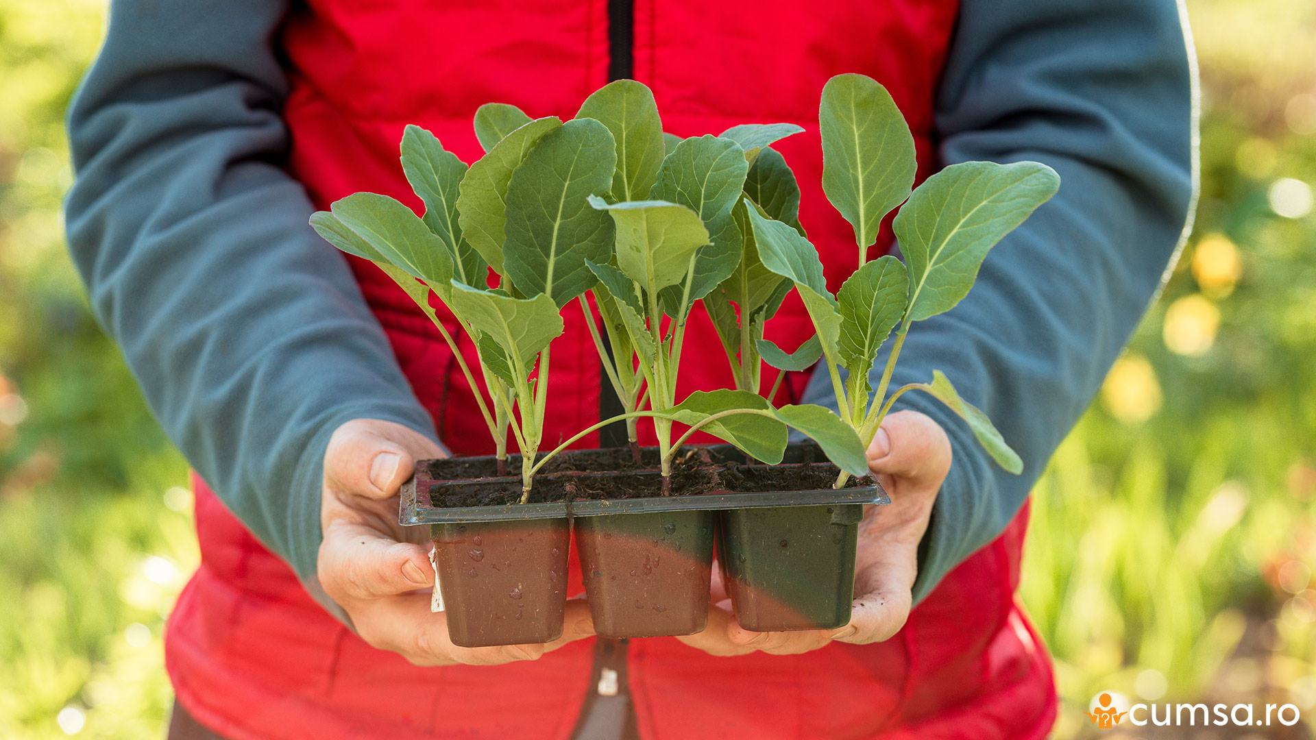Cum sa faci rasaduri de varza si cand se planteaza - cumsa.ro
