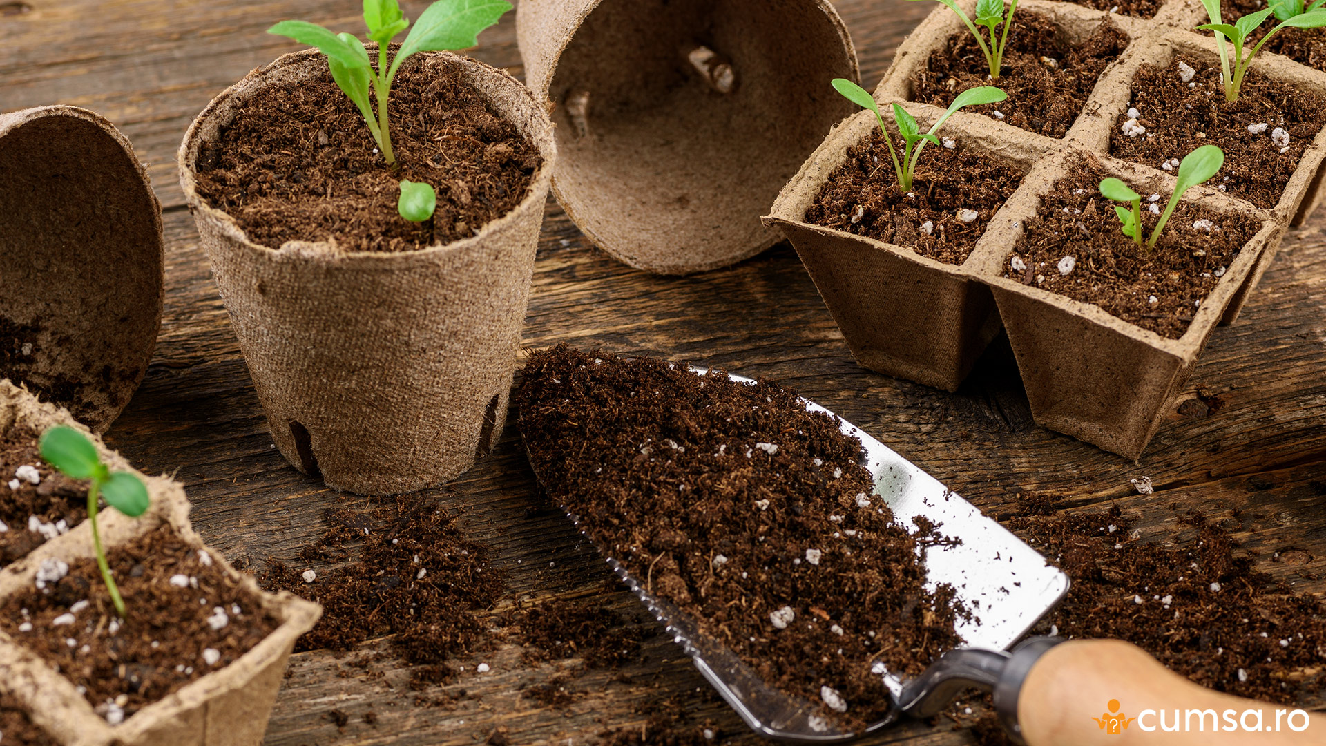 Cum sa folosesti turba pentru rasaduri si de ce este utila - cumsa.ro