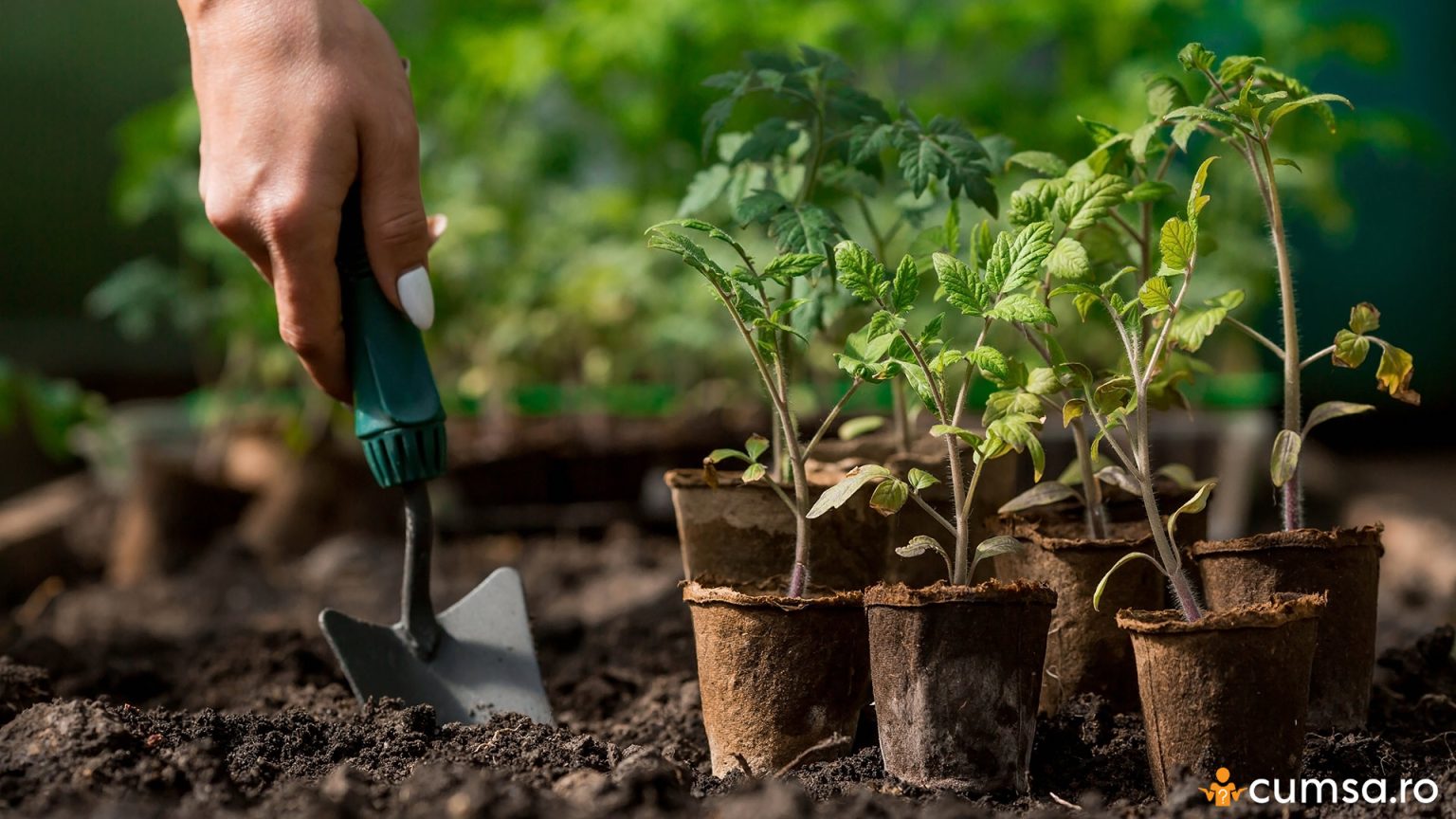 Cum sa plantezi rosiile in solar si in ce perioada trebuie sa faci asta ...