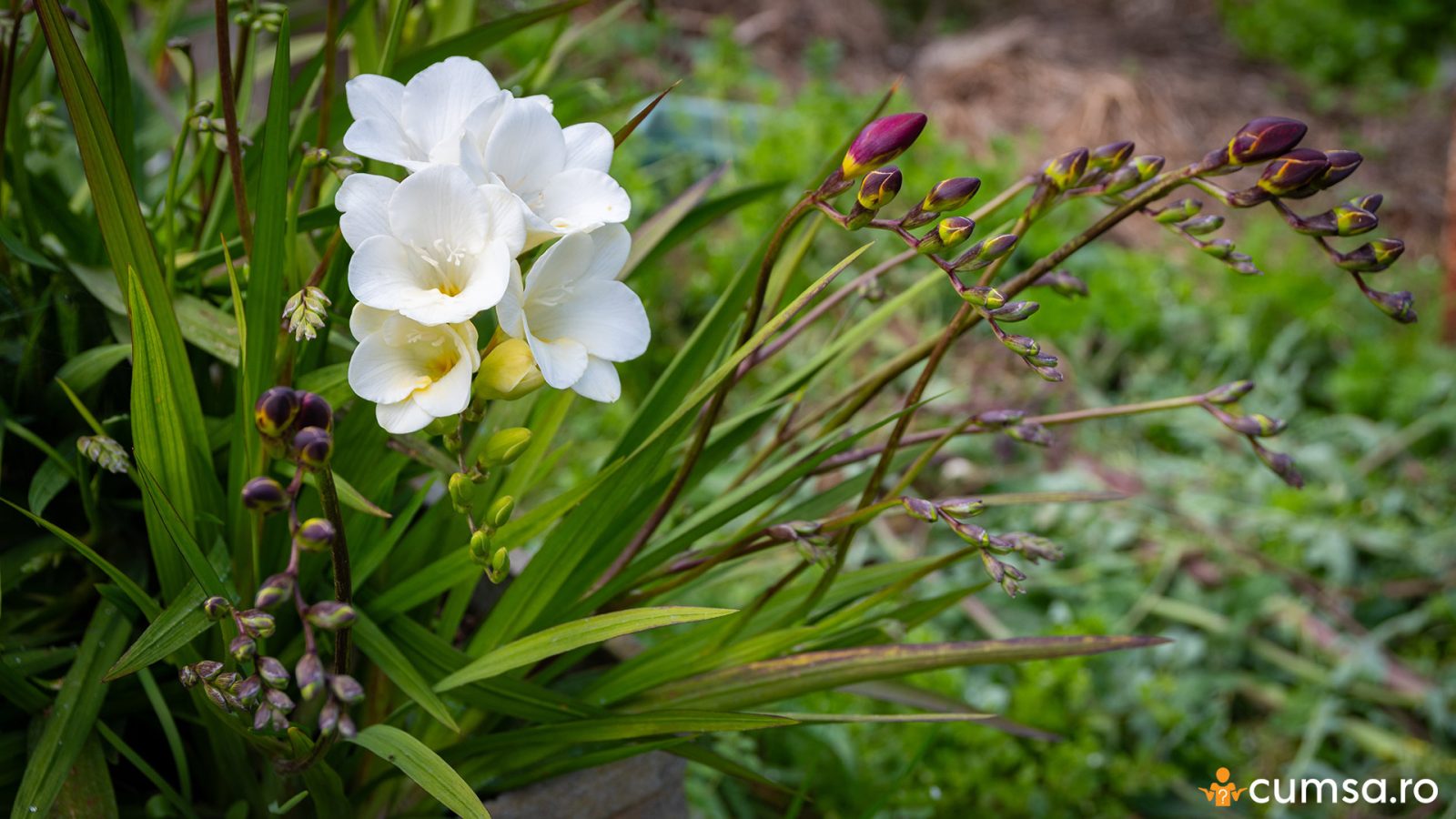Cand se planteaza bulbi de frezii. Cum sa faci asta si in ce perioada ...