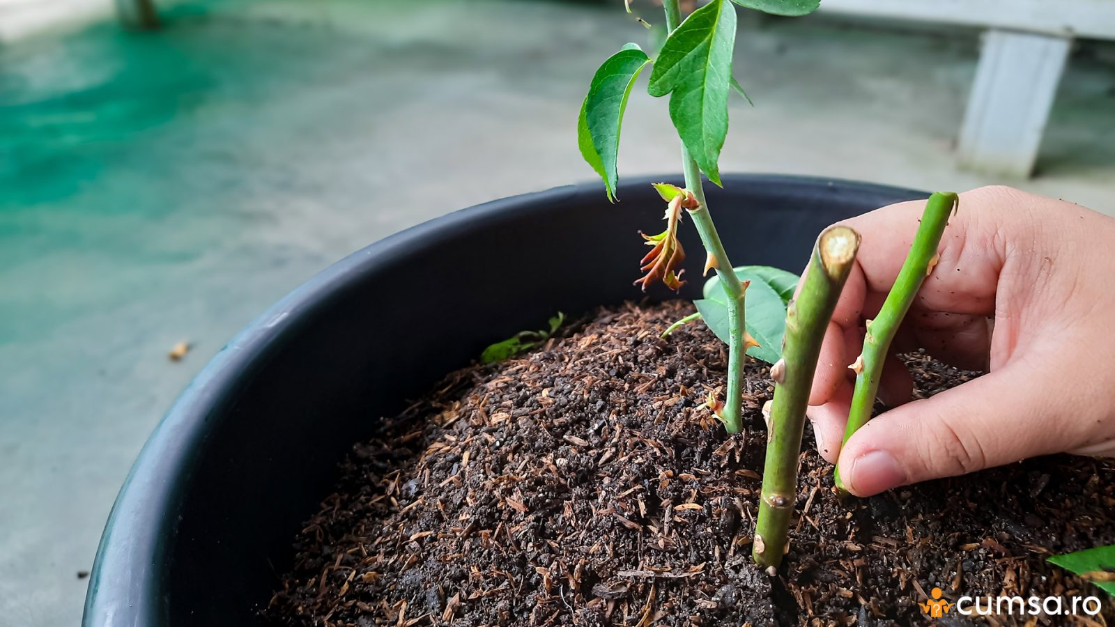 Cand se planteaza trandafirii sub sticla primavara si cum sa procedezi - cumsa.ro