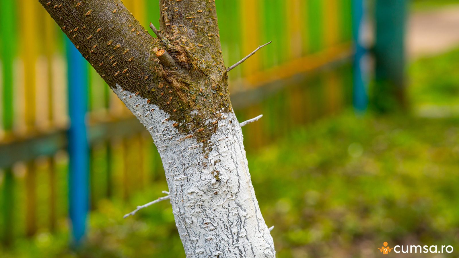 Cum sa varuiesti pomii primavara si cum prepari solutia - cumsa.ro