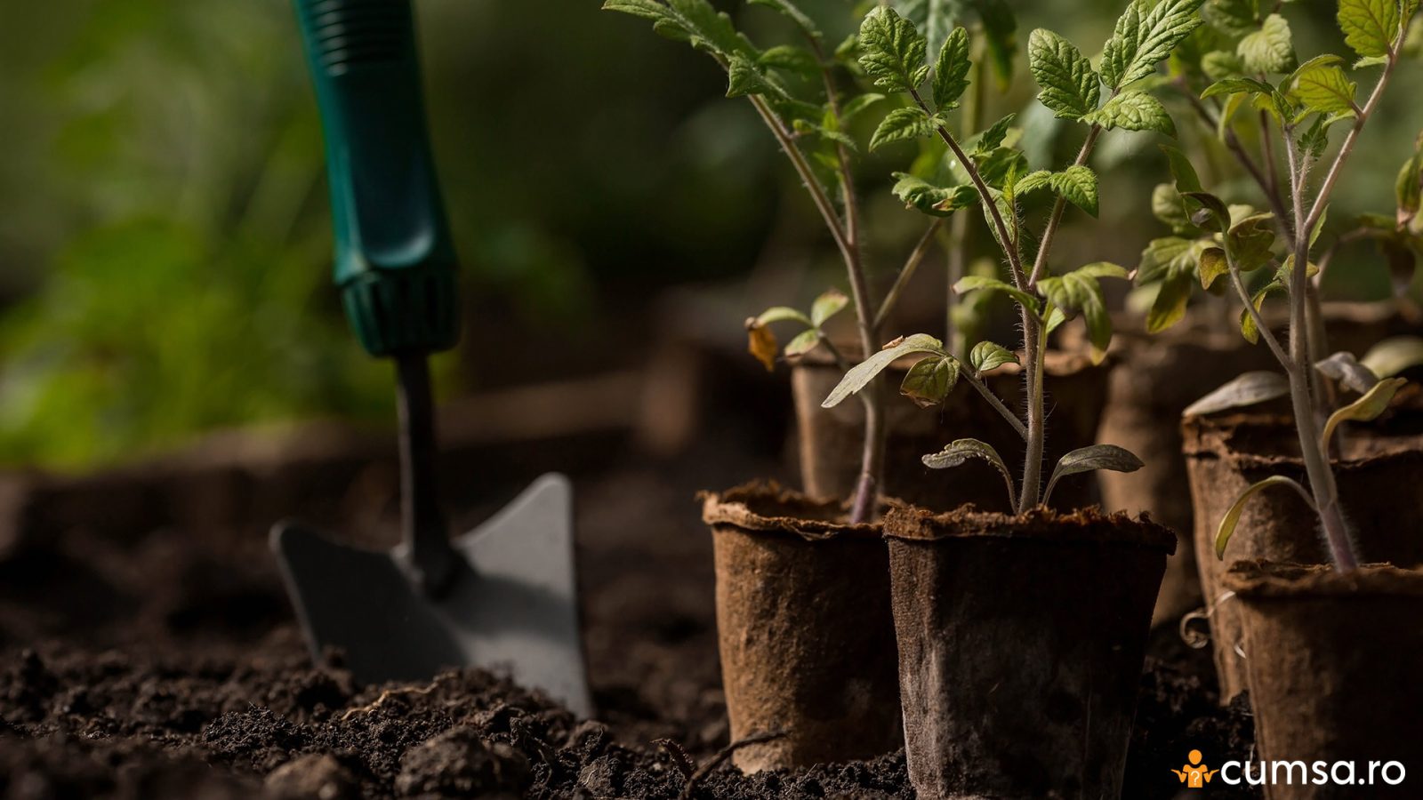 Cum sa plantezi rosiile in solar si in ce perioada trebuie sa faci asta ...