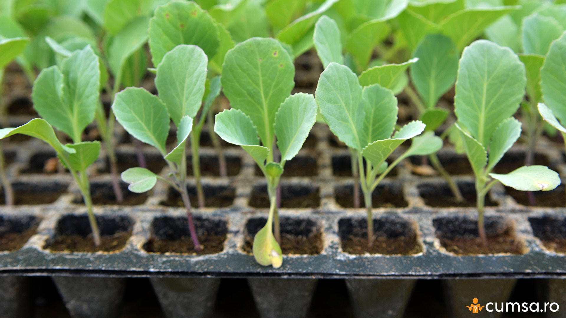 Cum sa faci rasaduri de varza si cand se planteaza - cumsa.ro