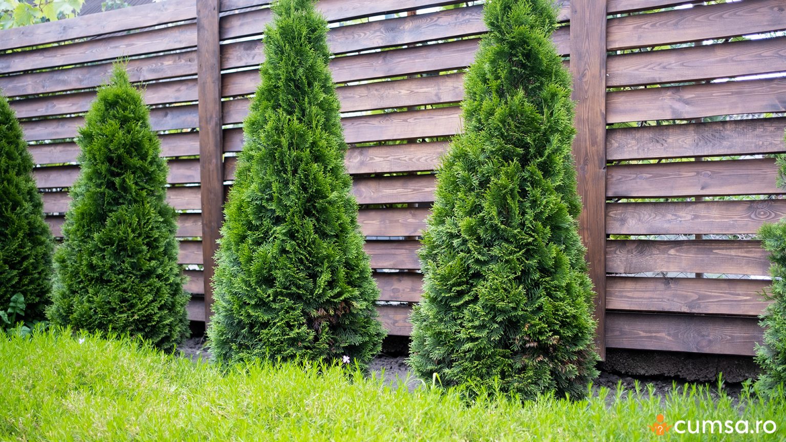 Cum sa aplici un ingrasamant la tuia si cand trebuie sa il folosesti ...