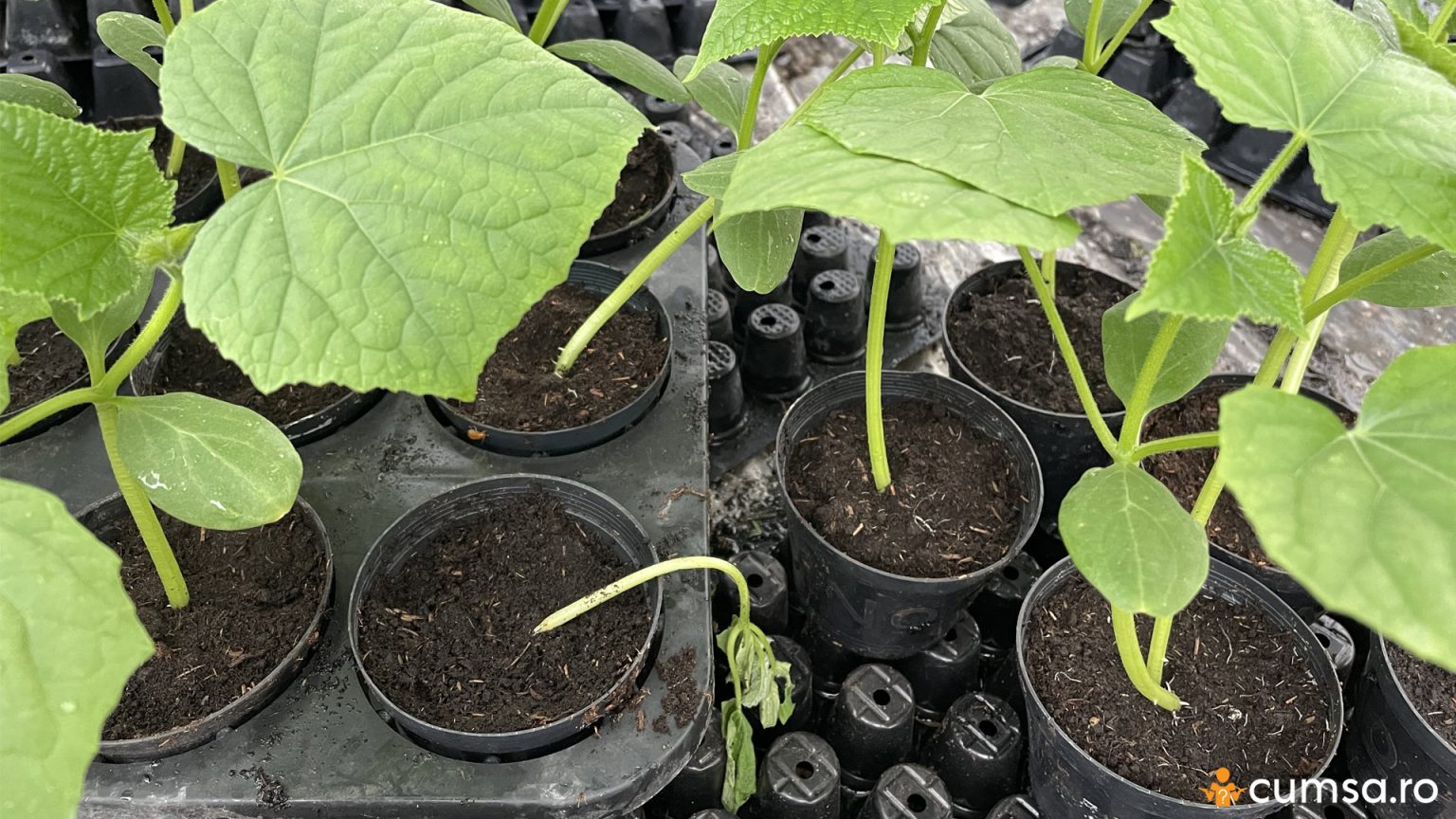 Boli la castraveti. Cum sa protejezi cultura din gradina - cumsa.ro