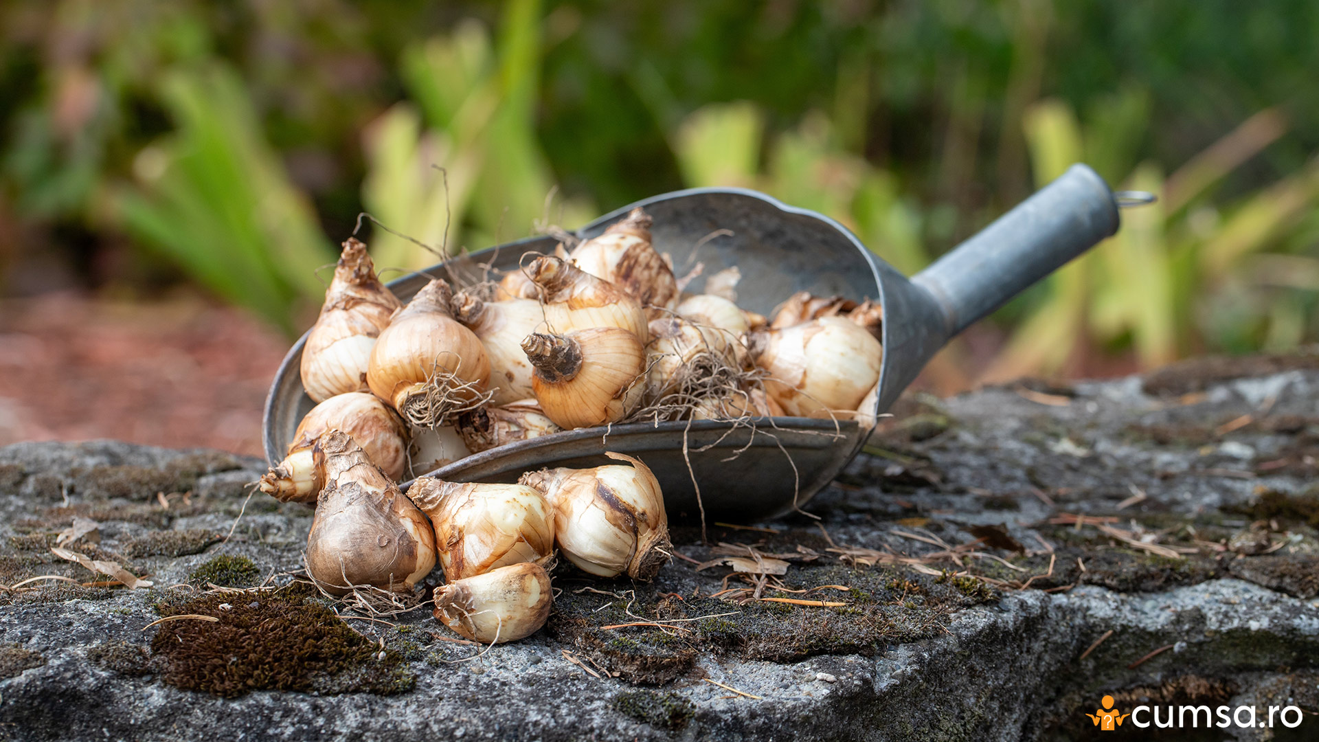 Cand se scot bulbii de narcise din pamant si cum sa ii pastrezi in mod ...