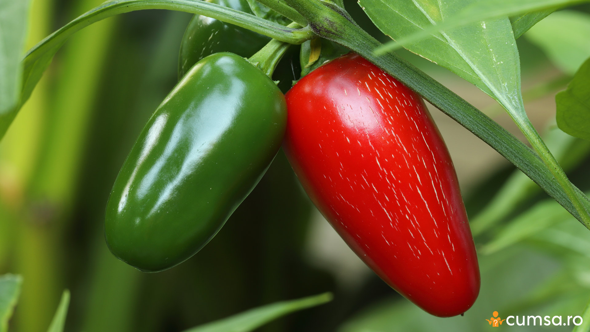 Cum sa cultivi ardei iute jalapeno si care sunt conditiile de crestere ...