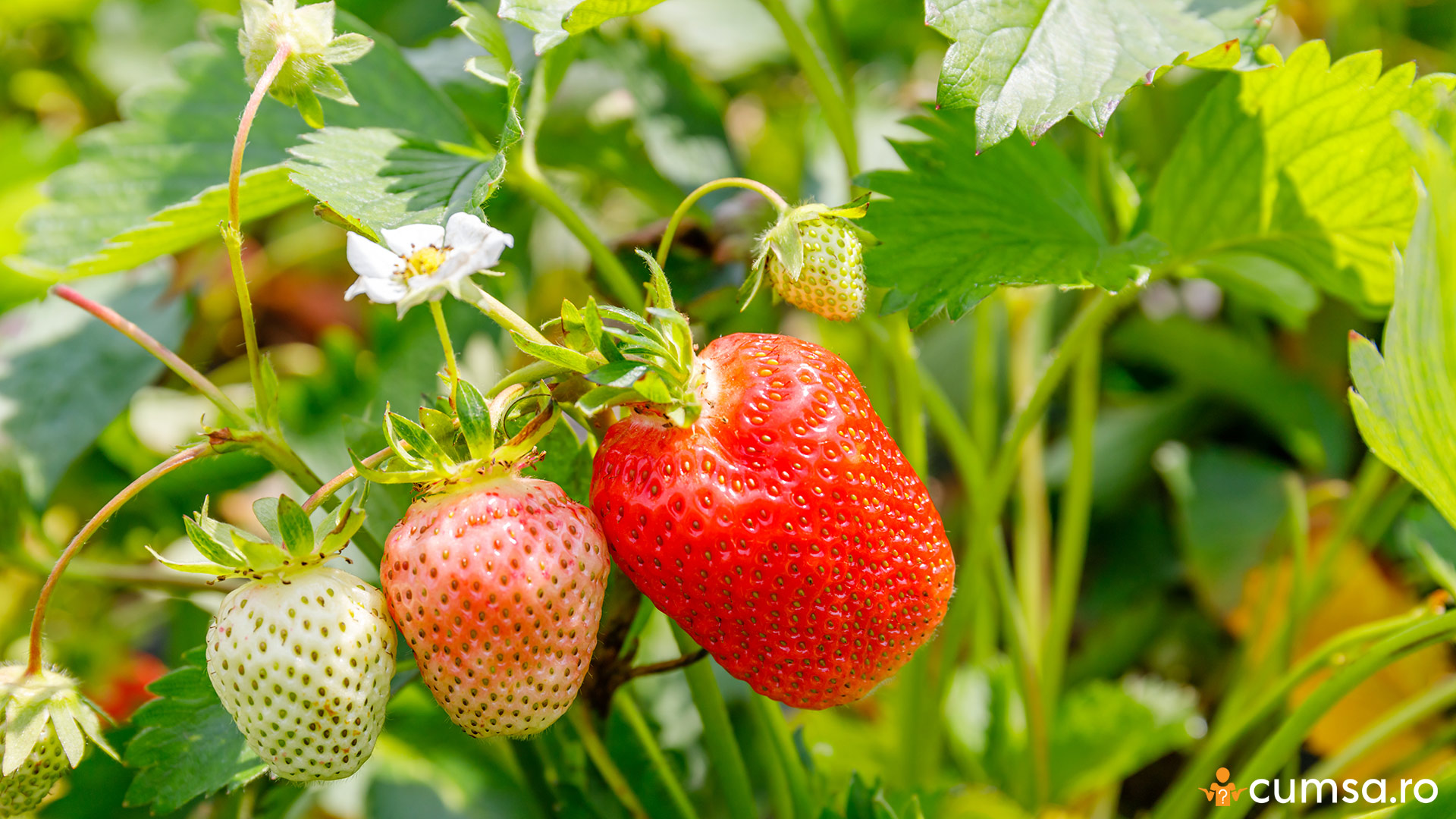 Cum sa faci ruperea florilor la capsuni si in ce perioada - cumsa.ro