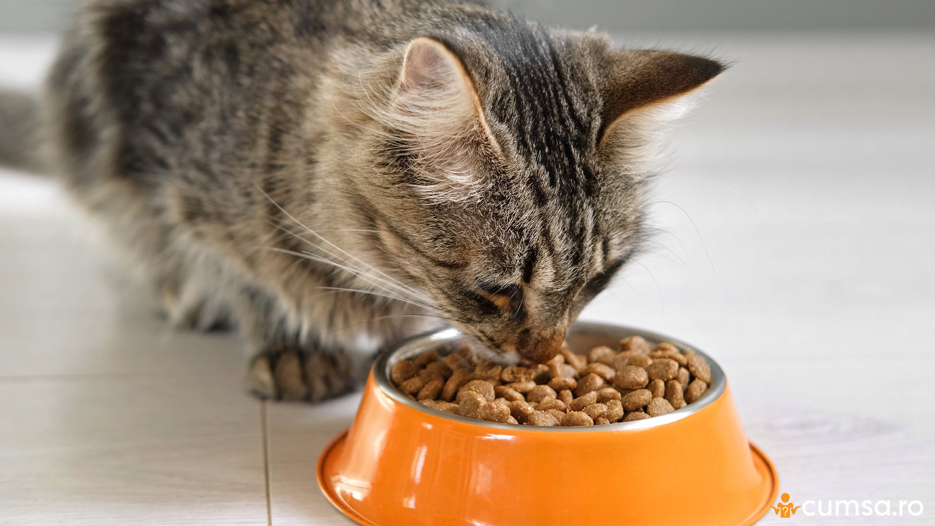 De cate ori pe zi trebuie sa manance pisica. Cum sa o hranesti in ...