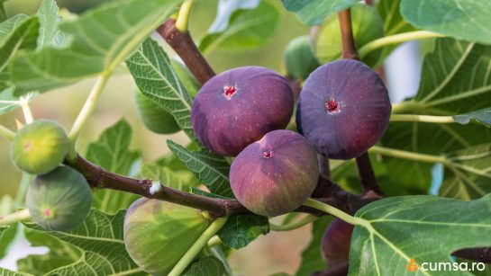 De ce nu face fructe smochinul. Cum sa ajuti acest arbore sa rodeasca ...