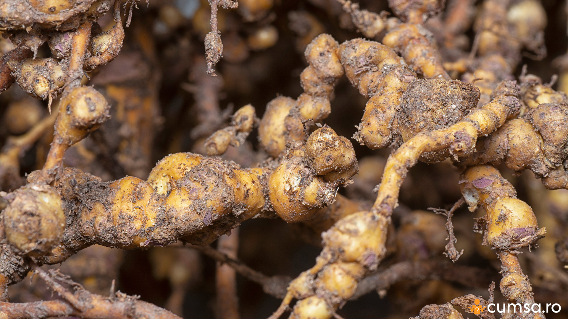 Combatere nematozi. Cum sa protejezi culturile de legume si ce ...