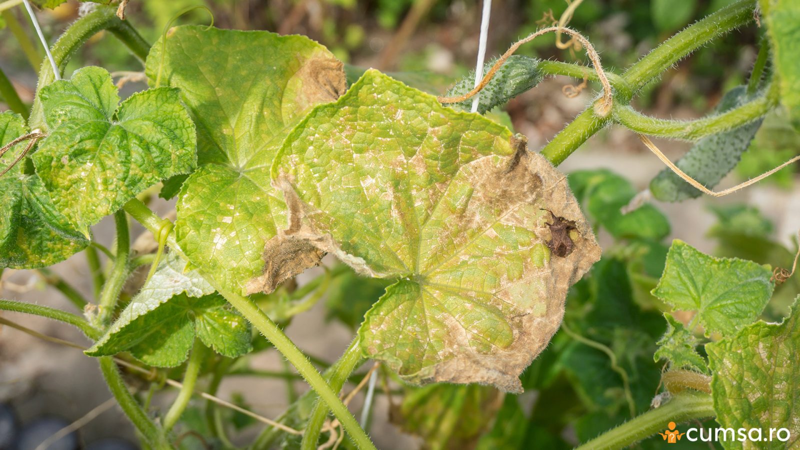 Boli la castraveti. Cum sa protejezi cultura din gradina - cumsa.ro