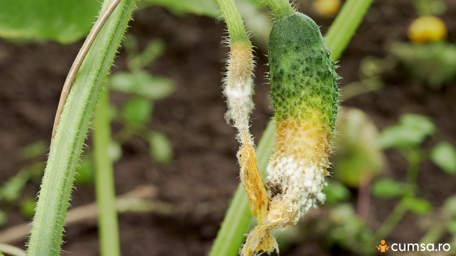Boli la castraveti. Cum sa protejezi cultura din gradina - cumsa.ro