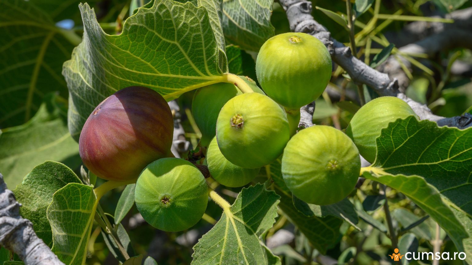 De ce nu face fructe smochinul. Cum sa ajuti acest arbore sa rodeasca ...