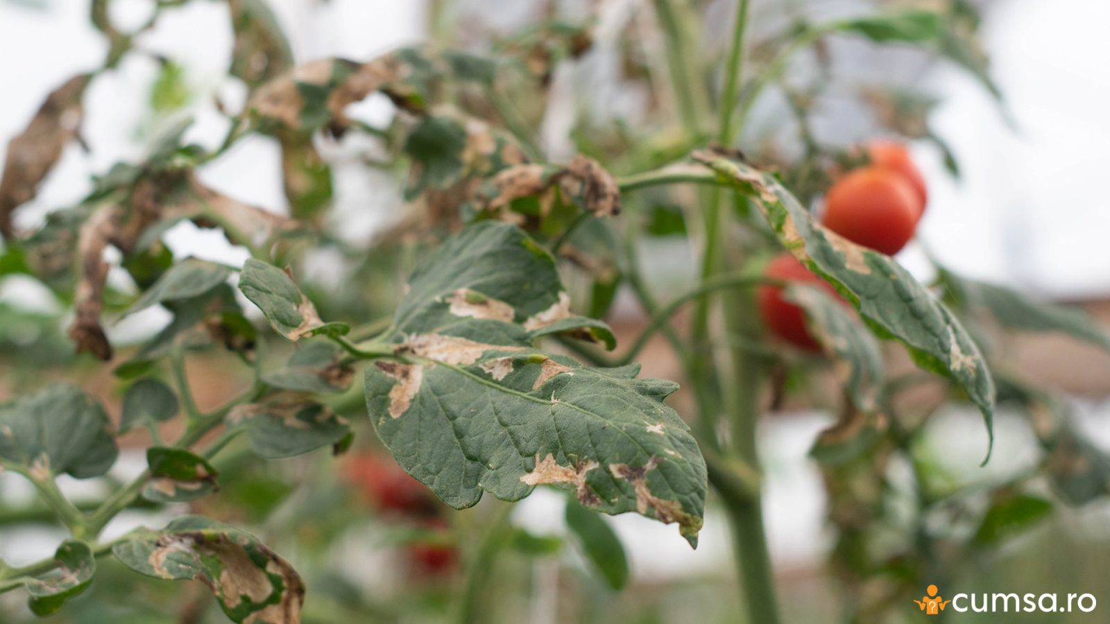 Insecticid Coragen dozaj. Cum sa il aplici corect si cand se fac ...