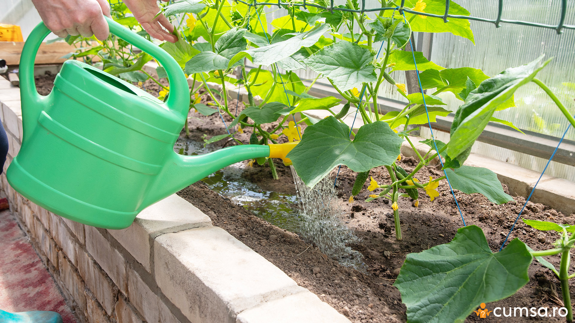 Ingalbenirea castravetilor. Cum sa ai grija de legumele din gradina ta ...