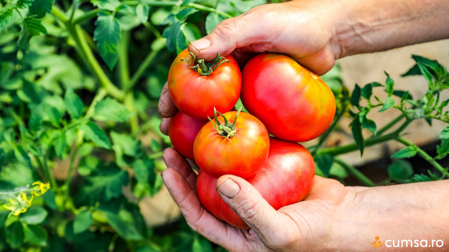 Cand se culeg rosiile. Cum sa iti dai seama ca sunt coapte in ...