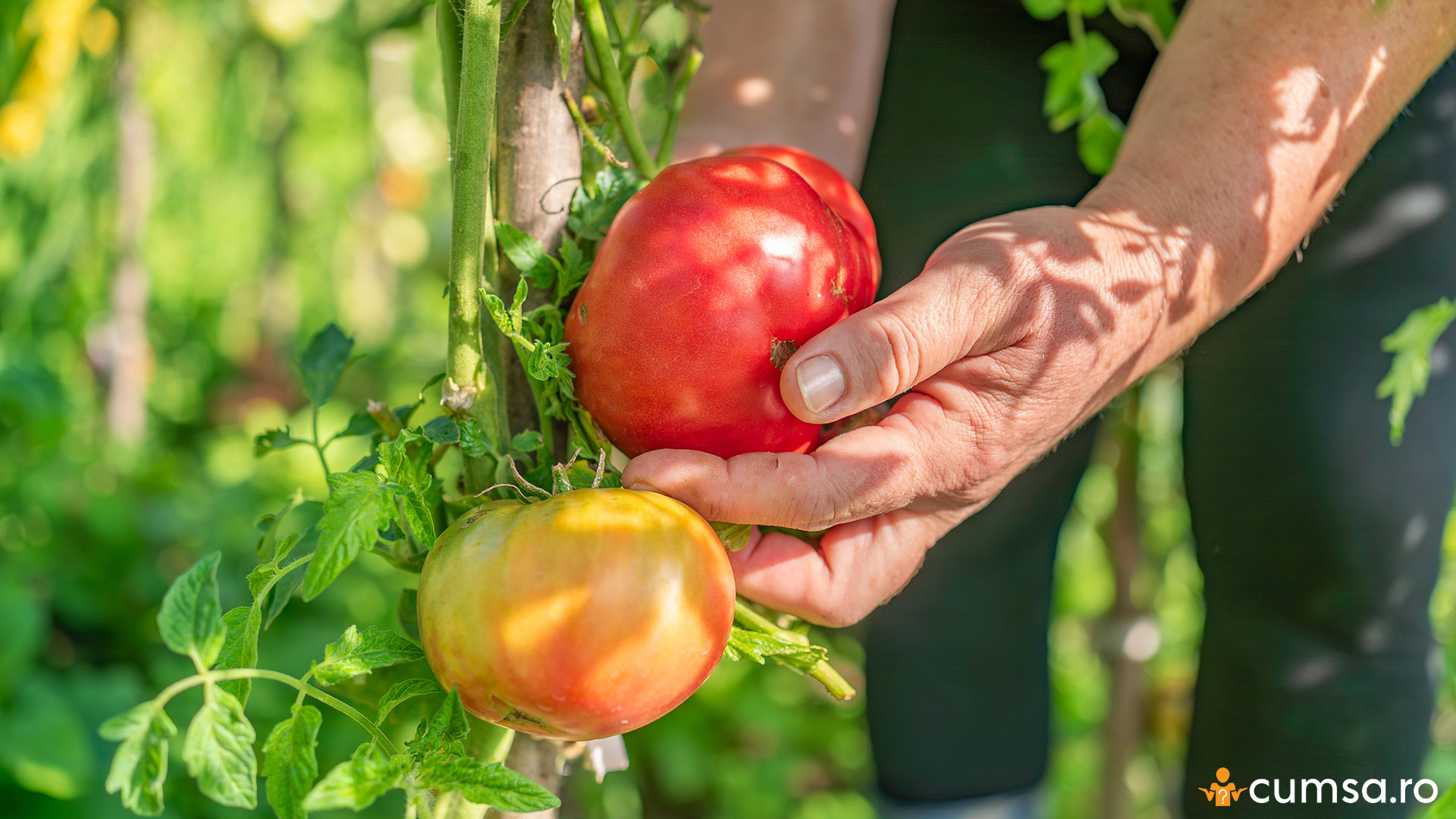Cand se culeg rosiile. Cum sa iti dai seama ca sunt coapte in ...
