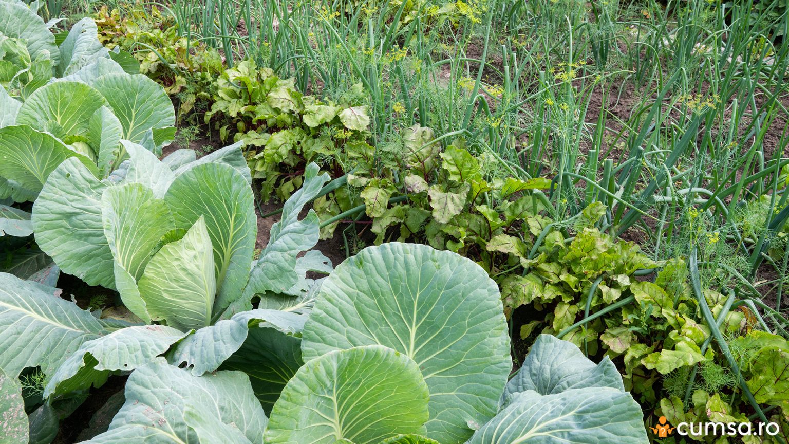 Plante companion pentru varza. Cum sa le alegi si de ce sunt utile ...