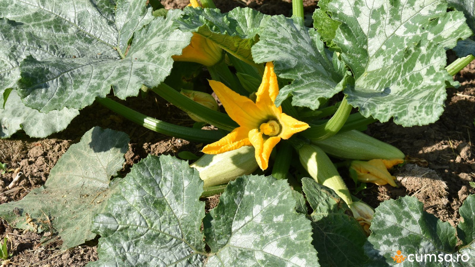 Cum sa combati fainarea la dovlecei si ce tratamente sa efectuezi ...