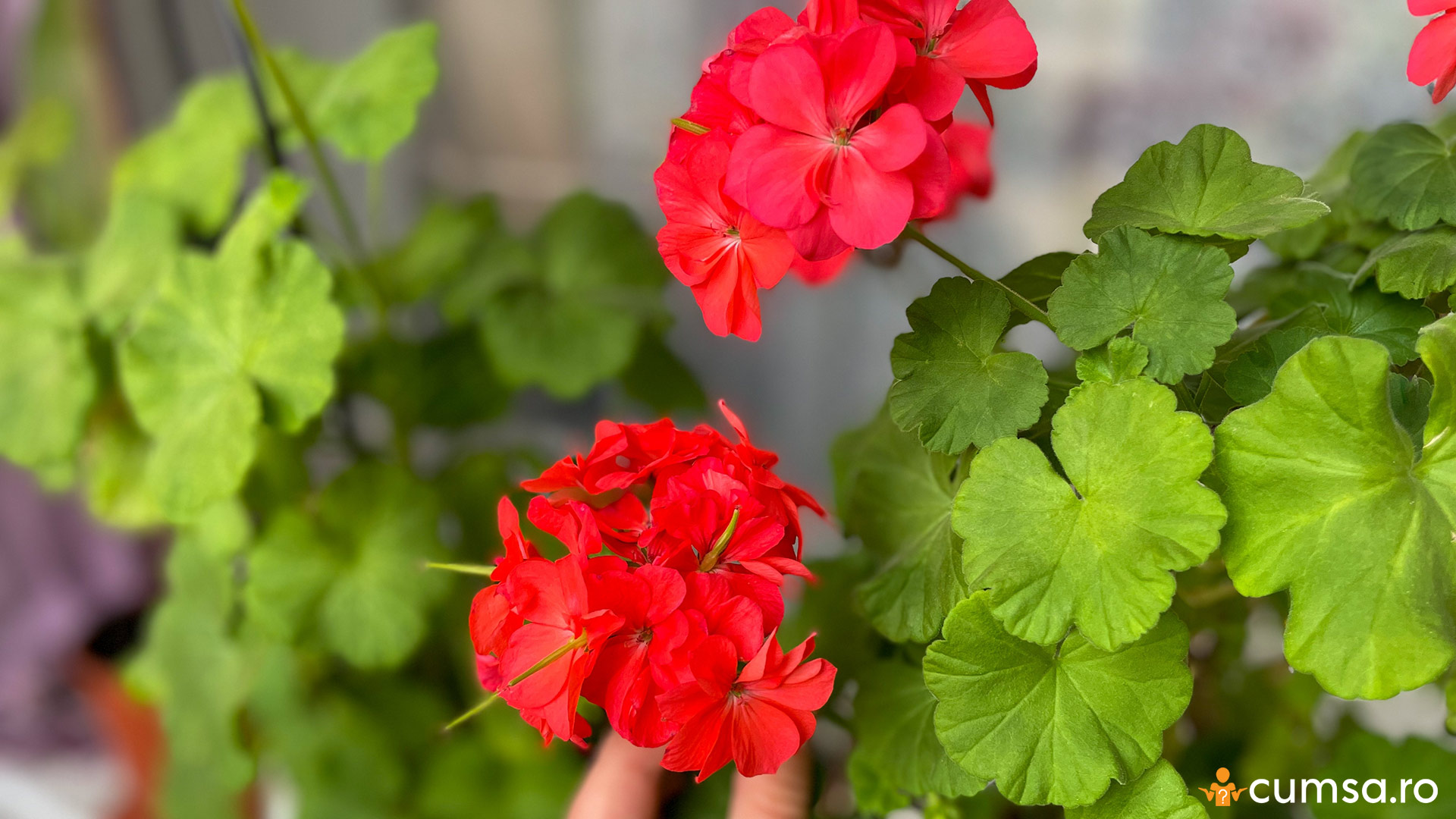 Cum sa faci fertilizarea muscatelor si cand se administreaza ...