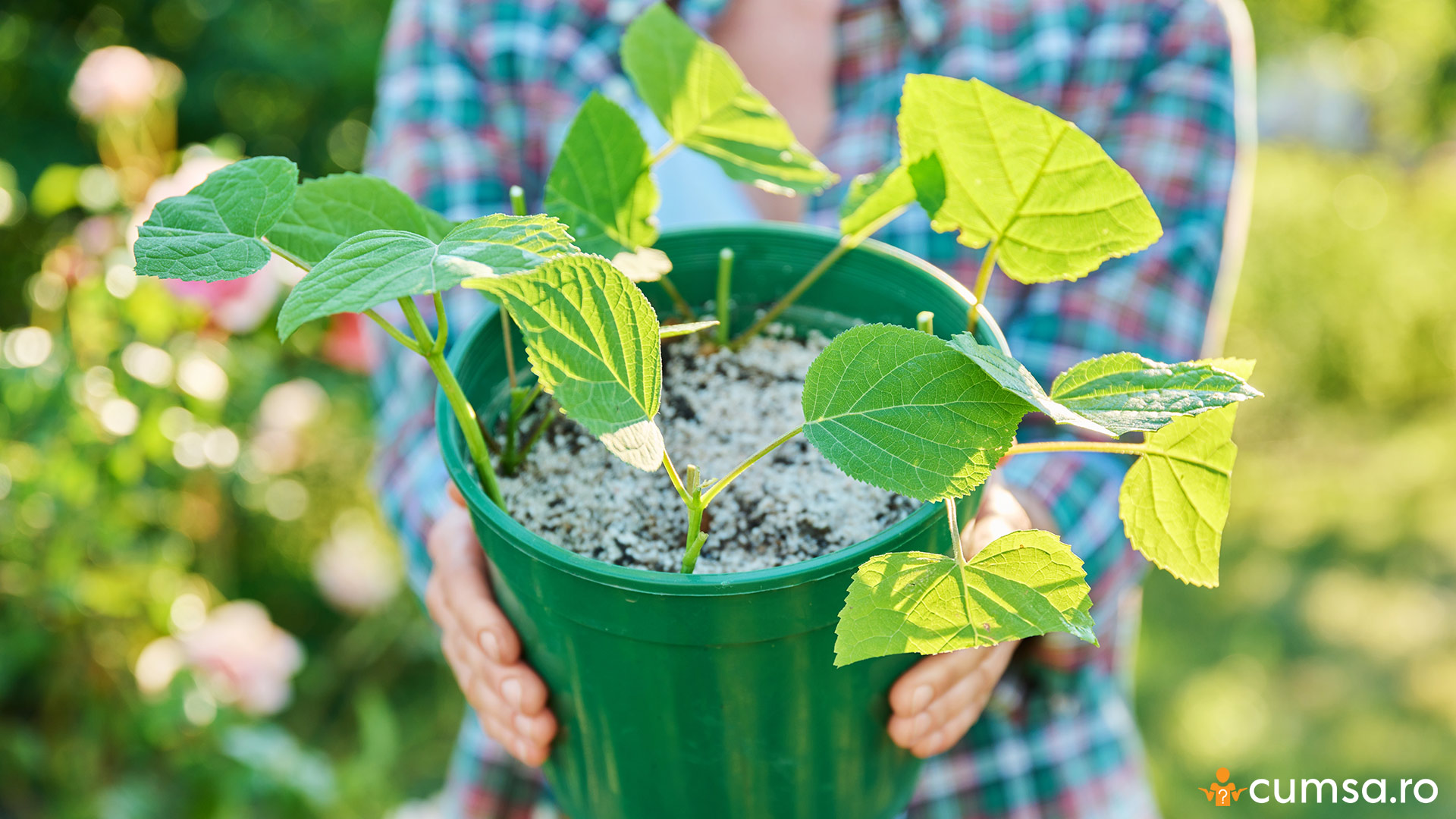 Cum sa faci inmultirea hortensiei corect si care sunt metodele - cumsa.ro