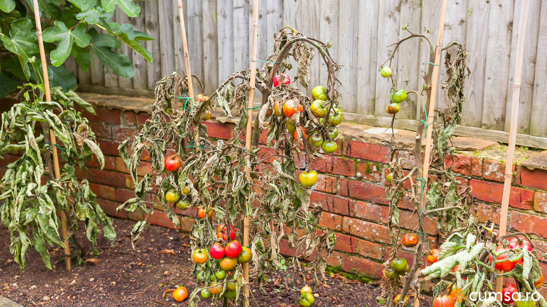 Cum sa previi putrezirea radacinilor la rosii si de ce are loc acest ...