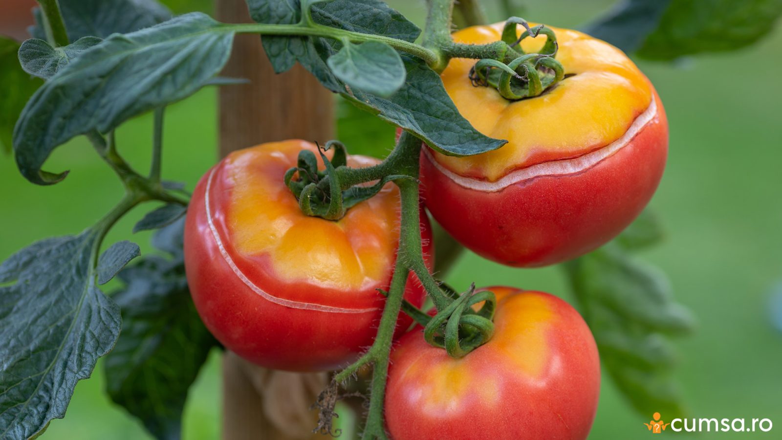 De ce crapa rosiile si cum sa previi acest fenomen - cumsa.ro